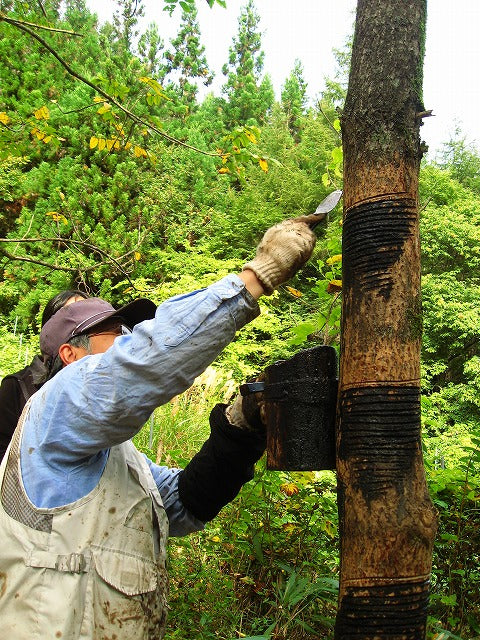 What is lacquerware? What color is lacquerware? – Koto Kyoto